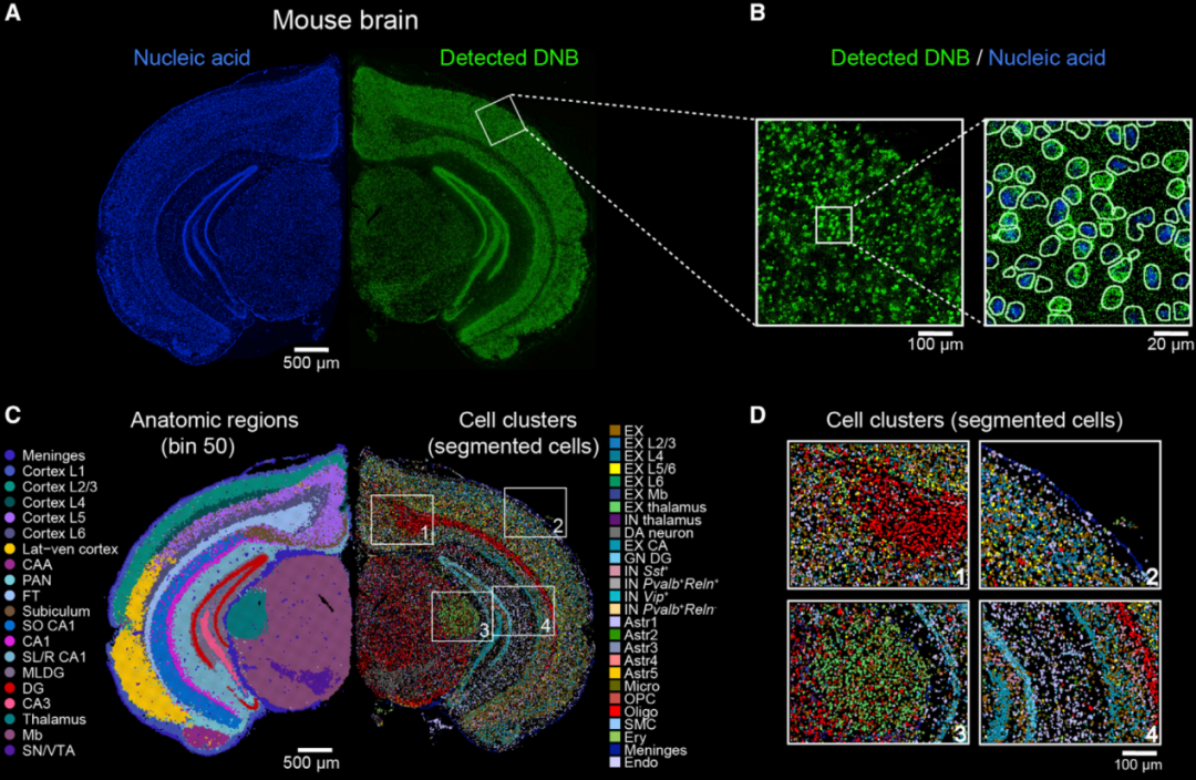 专题详解 | Stereo-seq构建小鼠器官发育时空转录图谱 - 知乎