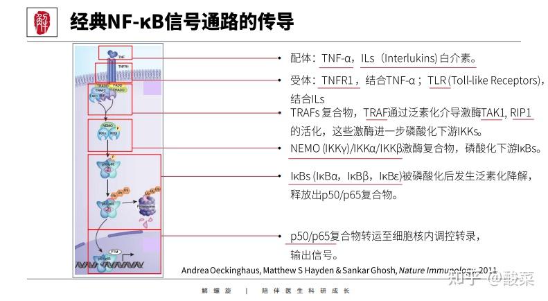 1条就是1篇SCI！带你研究12条信号通路，NF-κB、MAPK、AKT、PI3K…… - 知乎