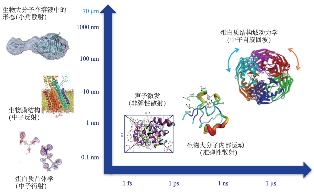 中子背散射谱仪在蛋白质动力学研究中的应用 - 知乎
