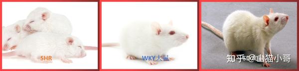 SHR、WKY大鼠与SD大鼠注意缺陷多动障碍模型行为学特征的比较 - 知乎