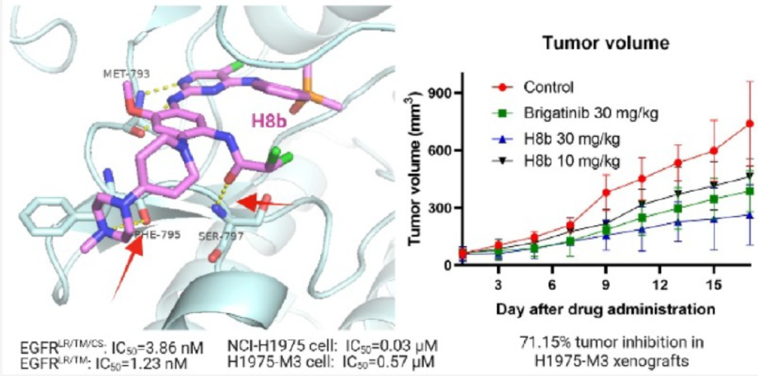 【JMC】四川大学何杨/李为民：Ser797与Met793双位点锚定的第四代EGFR抑制剂 - 知乎