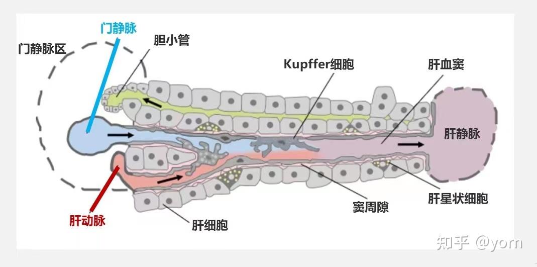 肝门静脉 - 知乎