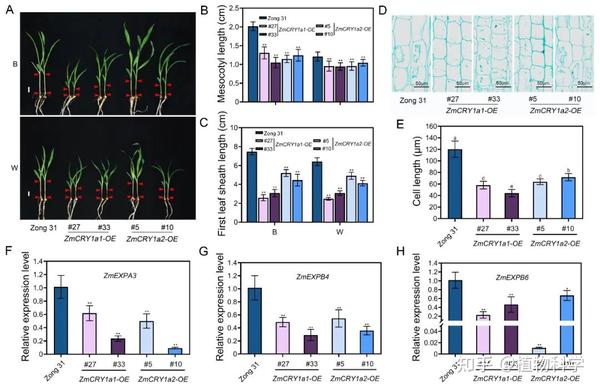 The Crop Journal | 河南农大揭示玉米隐花色素1a1和1a2参与玉米及拟南芥的光形态建成和避荫性反应 - 知乎