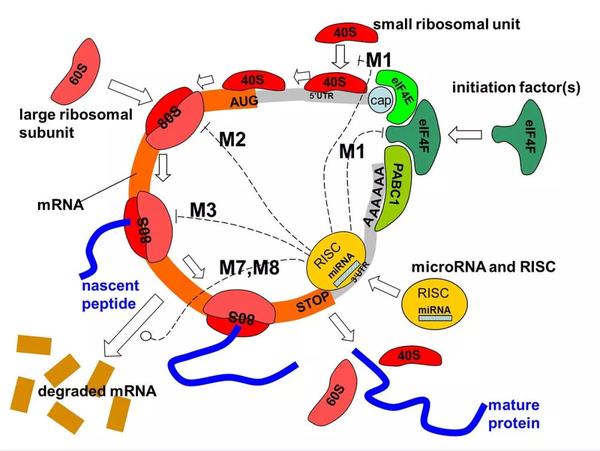 前沿分子生物学技术（6）MiRNA可用于疾病筛查和治疗吗？ - 知乎