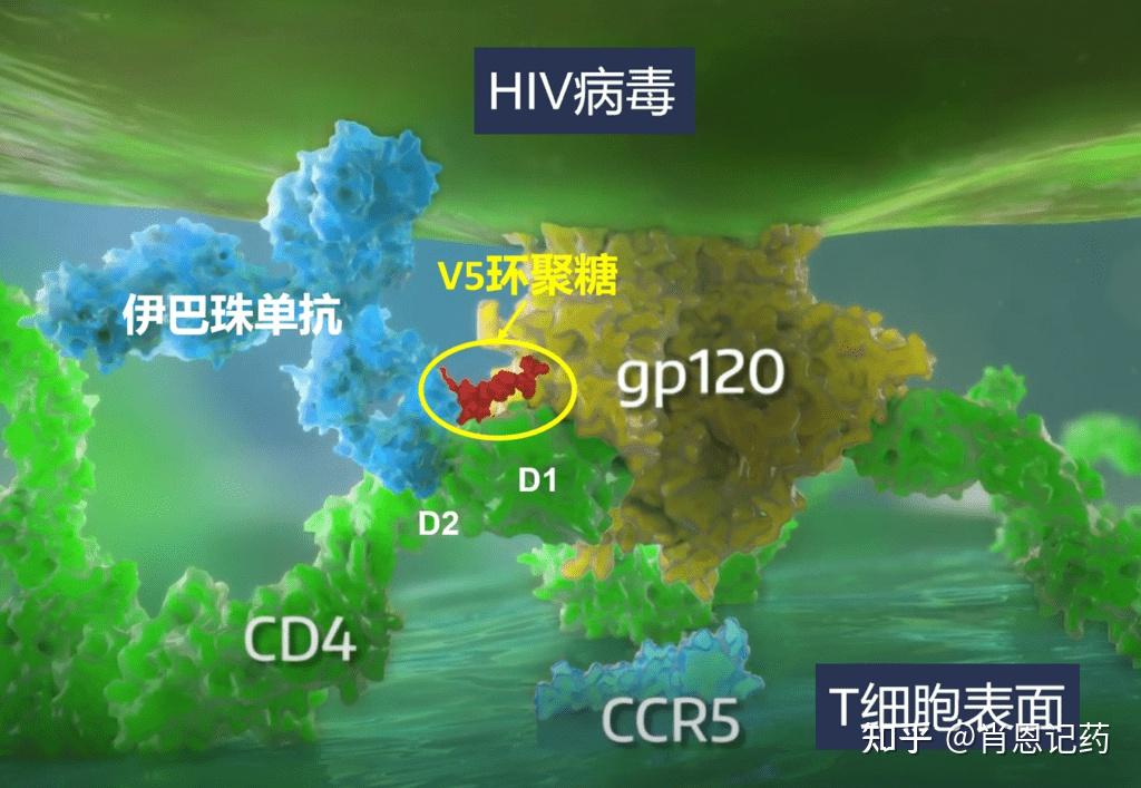 记住所有生物药 | 抗CD4治疗HIV-1 | Ibalizumab 伊巴珠单抗 - 知乎