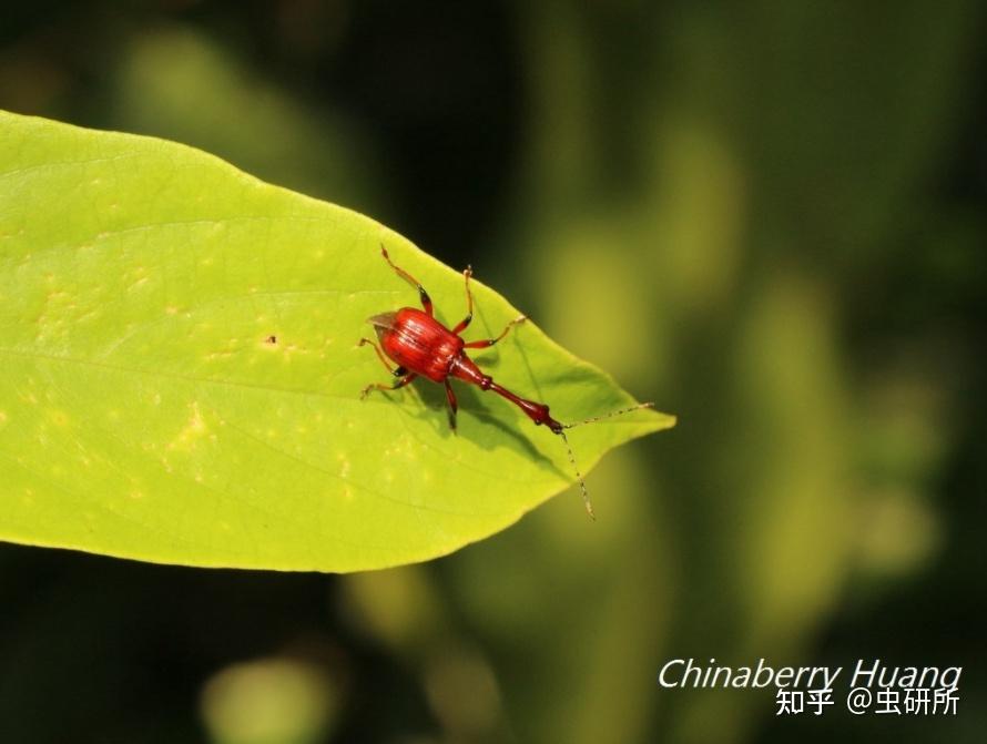 被卷到了！这个长脖虫是怎么卷...的？（上） - 知乎