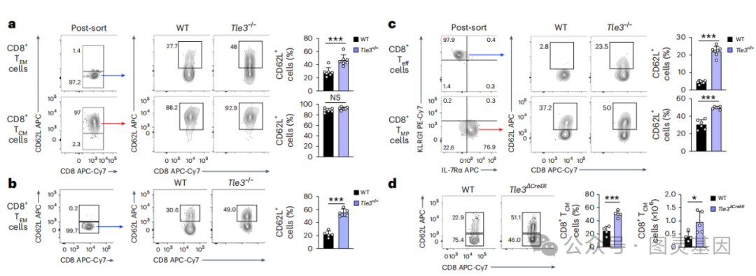 Nat Immu | 转录辅因子Tle3决定记忆性CD8+T细胞分化 - 知乎