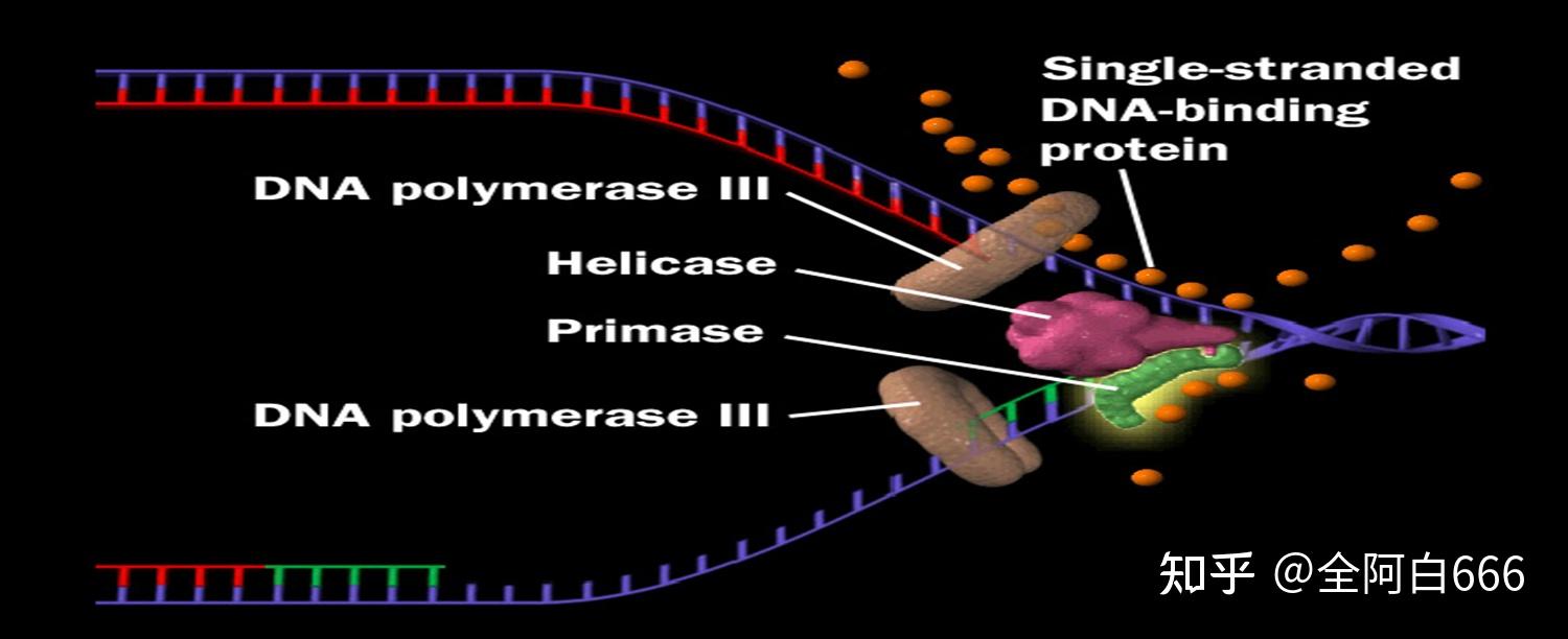 DNA的合成 - 知乎