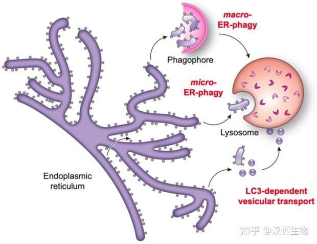 自噬干货分享系列之内质网自噬研究 - 知乎