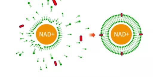 别着急划走，三分钟让你读懂NAD+ - 知乎