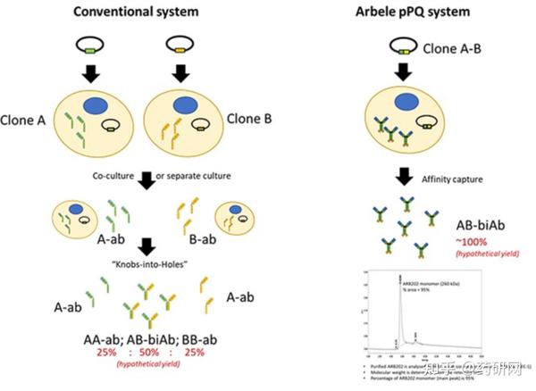 实体瘤靶点新秀：CDH17 - 知乎
