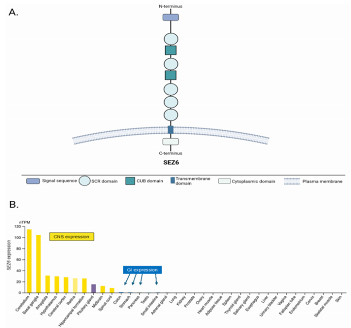 ADC新靶点SEZ6如何从“折戟”到“重生”？ - 知乎