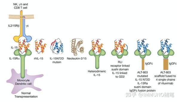 IL-15，肿瘤免疫治疗热门靶点 - 知乎