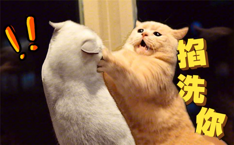 猫咪战斗力排行榜|看谁称霸猫界！ - 知乎