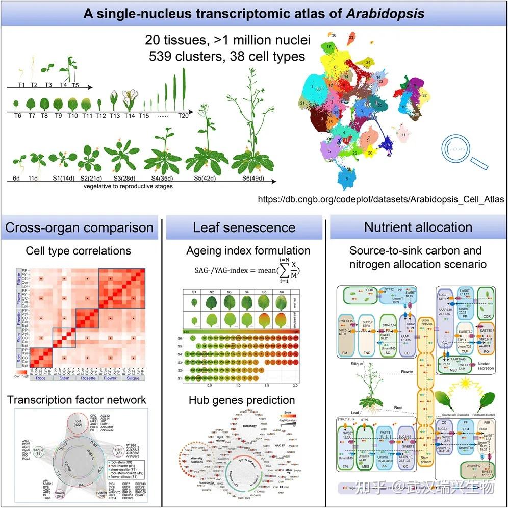 解锁植物时空奥秘 | 空间转录组Stereo-seq助力您的研究更进一步 - 知乎