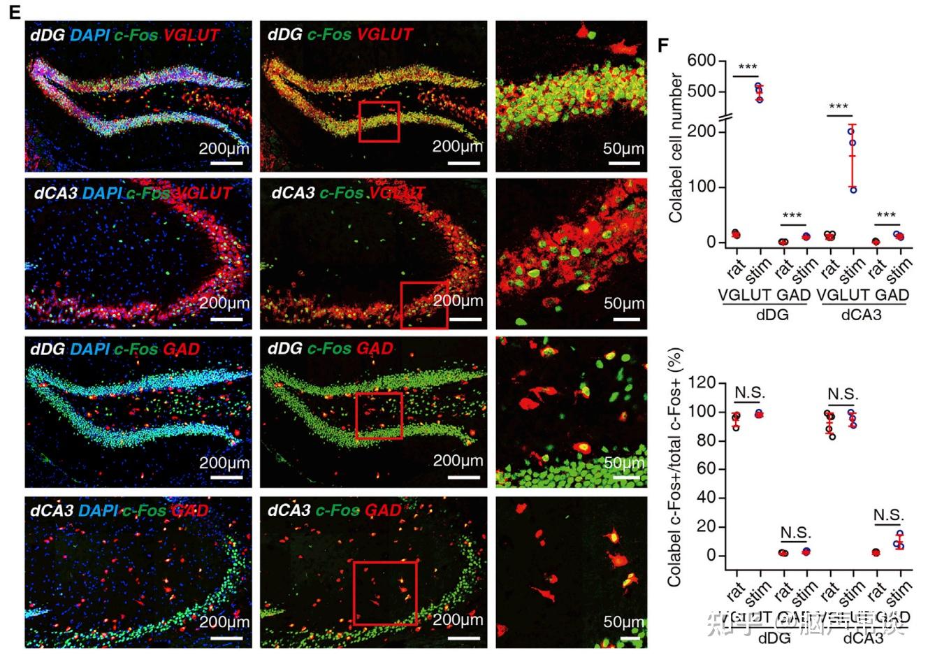 Cell Reports丨深圳先进技术研究院王立平和鲁艺课题组揭示dCA3-dLS-DMH环路调控个体的防御和探险行为 - 知乎