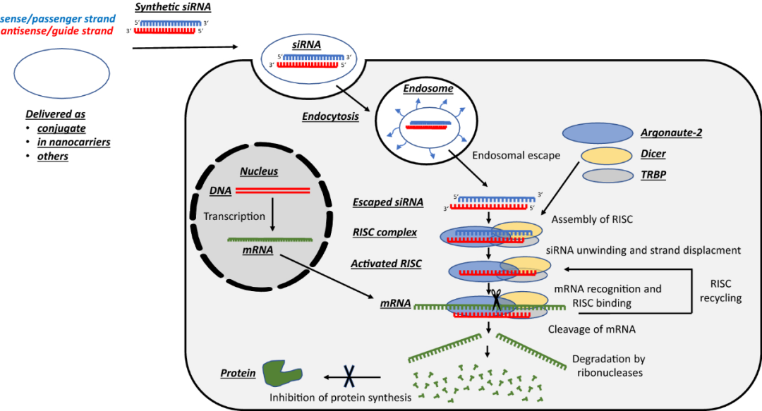 治疗性siRNA：最新进展和未来前景 - 知乎