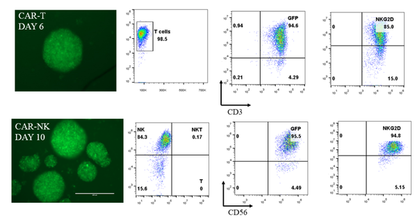 解读hPBMC—细胞治疗主力军 - 知乎