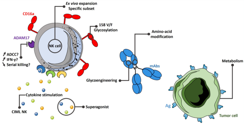 CD16：架起CAR-NK疗法与NK细胞毒性作用之间的桥梁 - 知乎