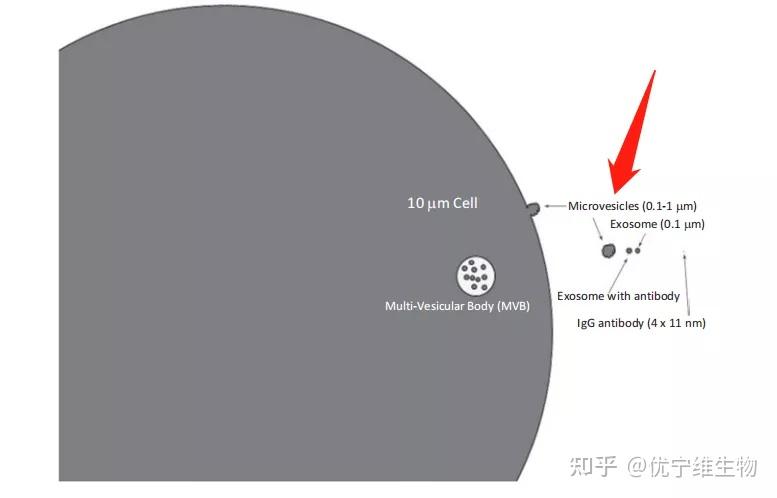 外泌体实验解决方案系列三：外泌体的鉴定 - 知乎