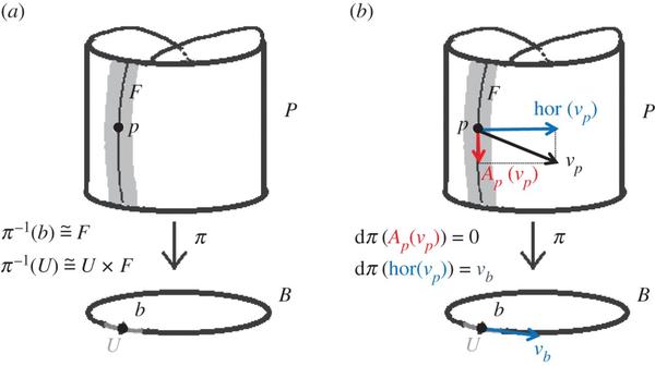 MP64：经典规范场(1)：纤维丛 - 知乎