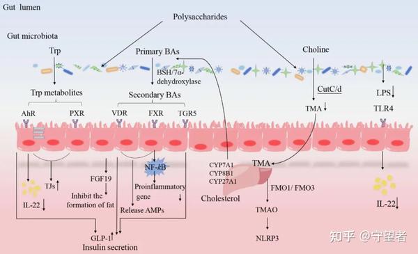 Food Research International：多糖与肠道微生物相互作用 - 知乎