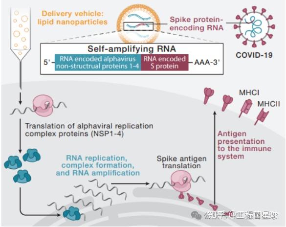 RNA管线速览|自复制mRNA(saRNA)——ARCT-154新冠疫苗(全球首款) - 知乎