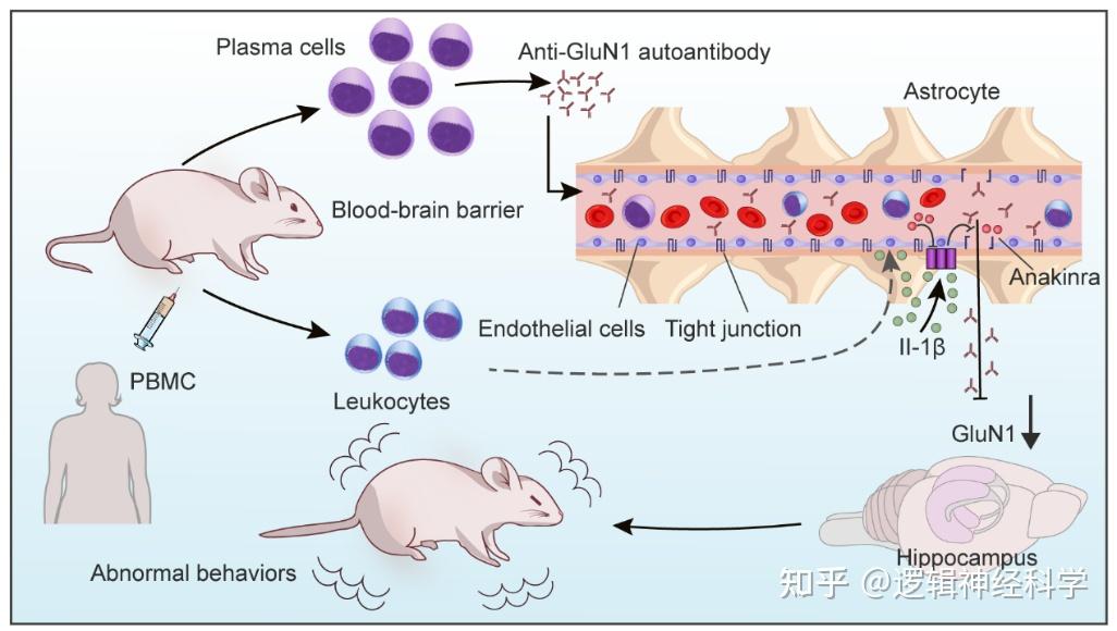 JNI︱邱伟/王杰/刘晓东团队合作首次构建人源化抗NMDAR脑炎模型并揭示发病机制及治疗靶点 - 知乎