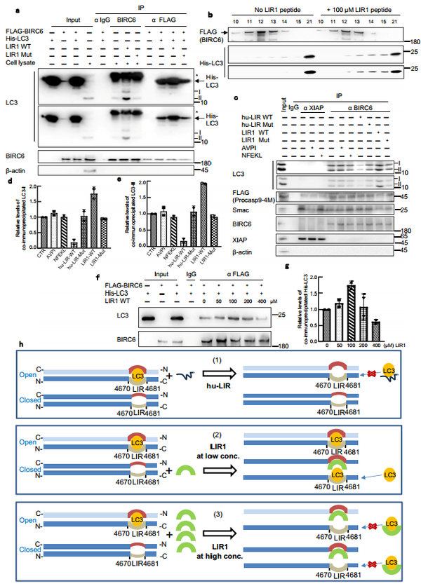 Nature Communications | BIRC6介导的细胞凋亡和自噬调控的分子机制 - 知乎