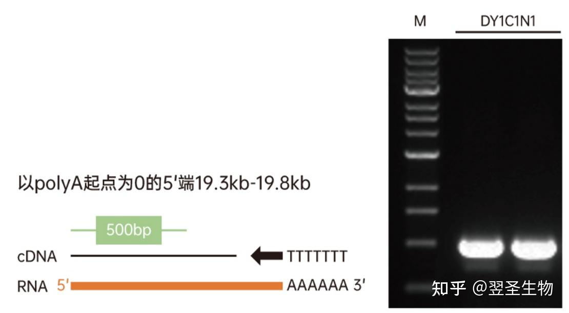 手把手教你做出RT-qPCR最美曲线系列：cDNA的这2个要素，你注意到了吗？ - 知乎