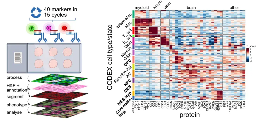 Cell长文：肿瘤研究中PhenoCycler-Fusion空间单细胞蛋白组学（简称PCF,原CODEX）如何提升10x 空转数据层次 - 知乎
