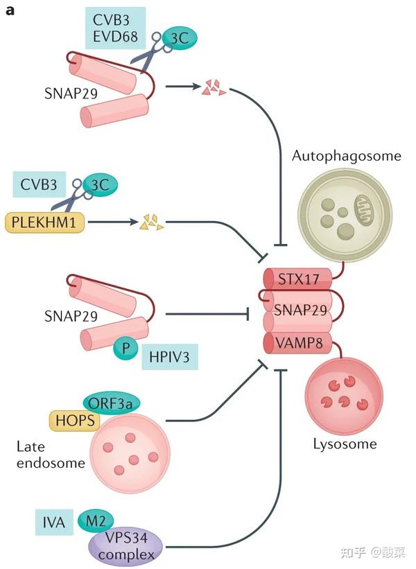 极速收藏！94分Nature子刊重磅综述带你全方位了解这一科研热点 - 知乎