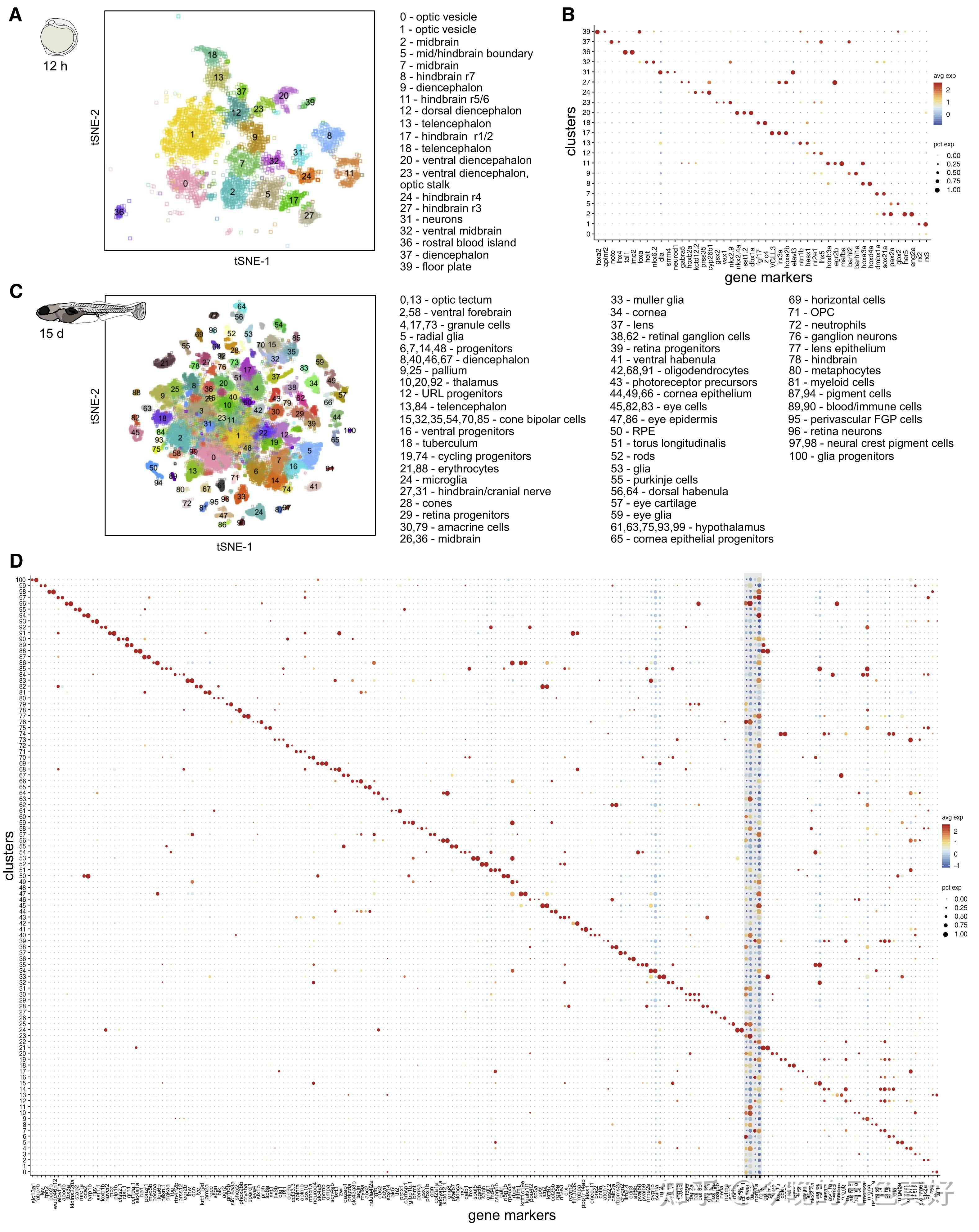 Emergence of Neuronal Diversity during Vertebrate Brain Development - 知乎