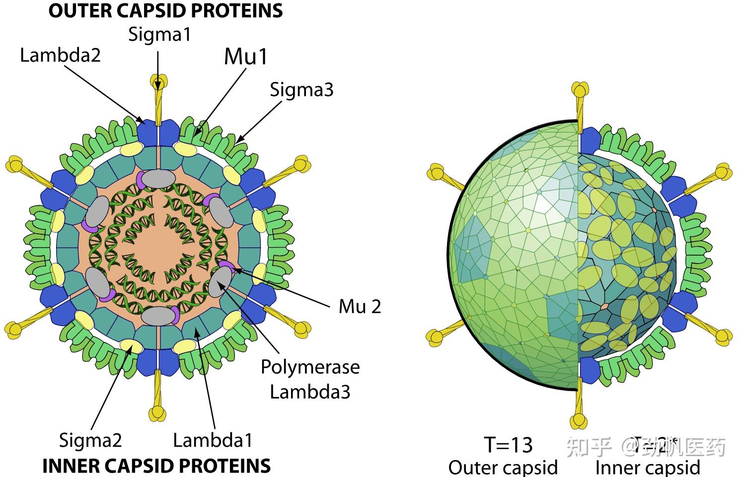 【溶瘤病毒】呼肠孤病毒（reovirus，ReV） - 知乎