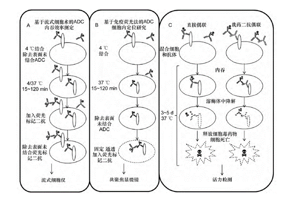 【领康时代CDMO】ADC药物的细胞内吞机制及其检测方法 - 知乎