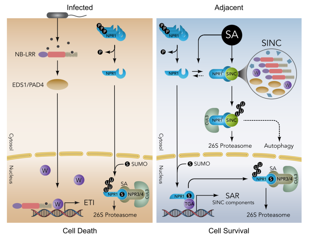 Cell 突破！董欣年团队揭示植物免疫反应调控新机制：NPR1形成凝聚体，促进细胞存活 - 知乎