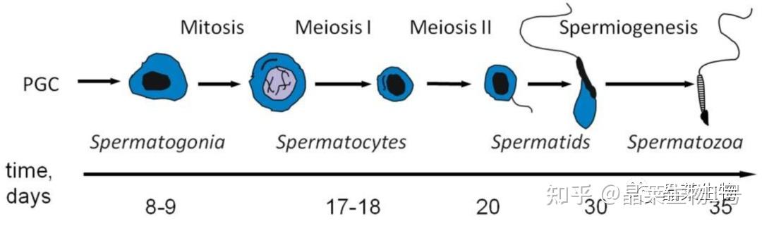 FXR1的LLPS通过激活储存的mRNA的翻译来驱动精子发生 - 知乎