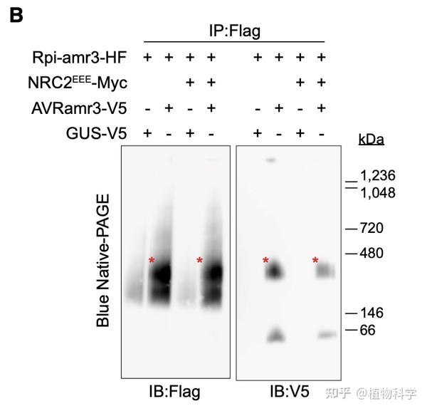 EMBO J 一作详解 | 英国TSL研究所Jonathan Jones组发现植物辅助型抗病蛋白(Helper NLR)激活机制 - 知乎
