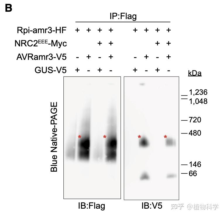 EMBO J 一作详解 | 英国TSL研究所Jonathan Jones组发现植物辅助型抗病蛋白(Helper NLR)激活机制 - 知乎