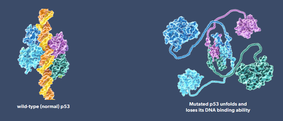 攻克KRAS之后，这位先驱有望突破p53“不可成药性” - 知乎