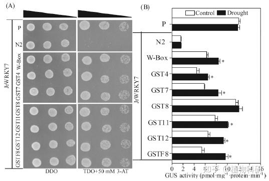 EES——西北农林科技大学利用Y1H和Y2H揭示核桃耐旱的机制 - 知乎