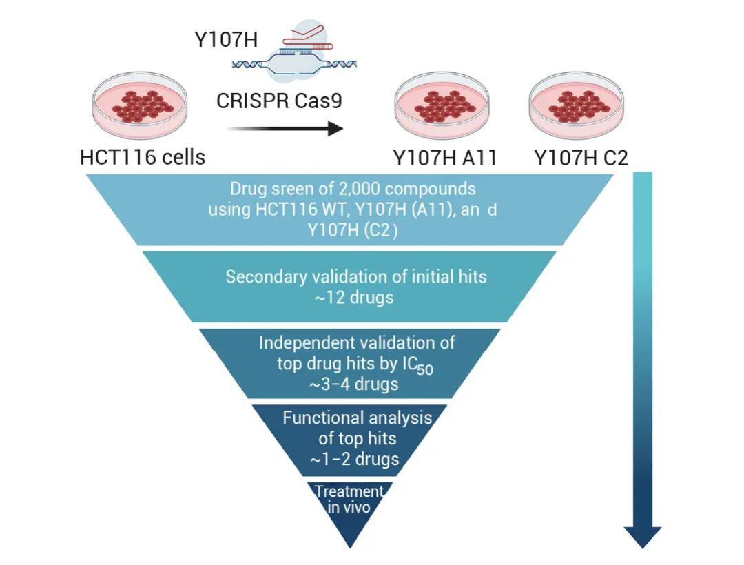 化合物筛选攻略 | Protocol 在手，文库筛选轻而易举! - 知乎