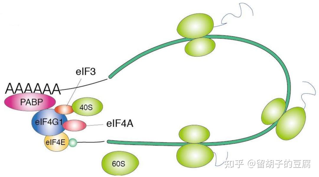 序列设计|避免质粒发酵中PolyA尾巴缩短 - 知乎