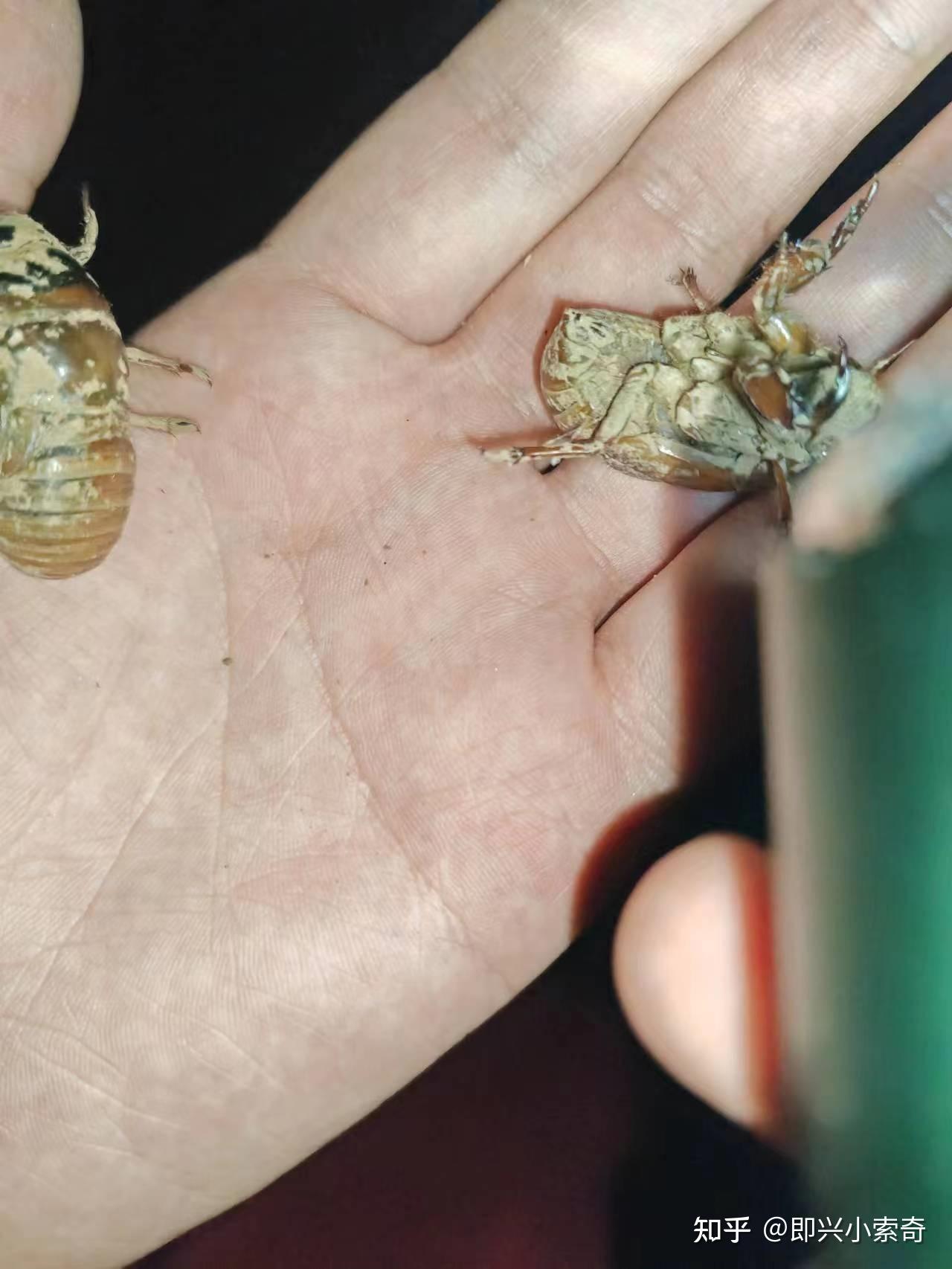 【JDK新特性】一篇搞懂Lambda表达式 & 函数式接口 - 知乎