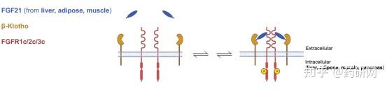 FGF21：NASH领域逆境前行现曙光 - 知乎