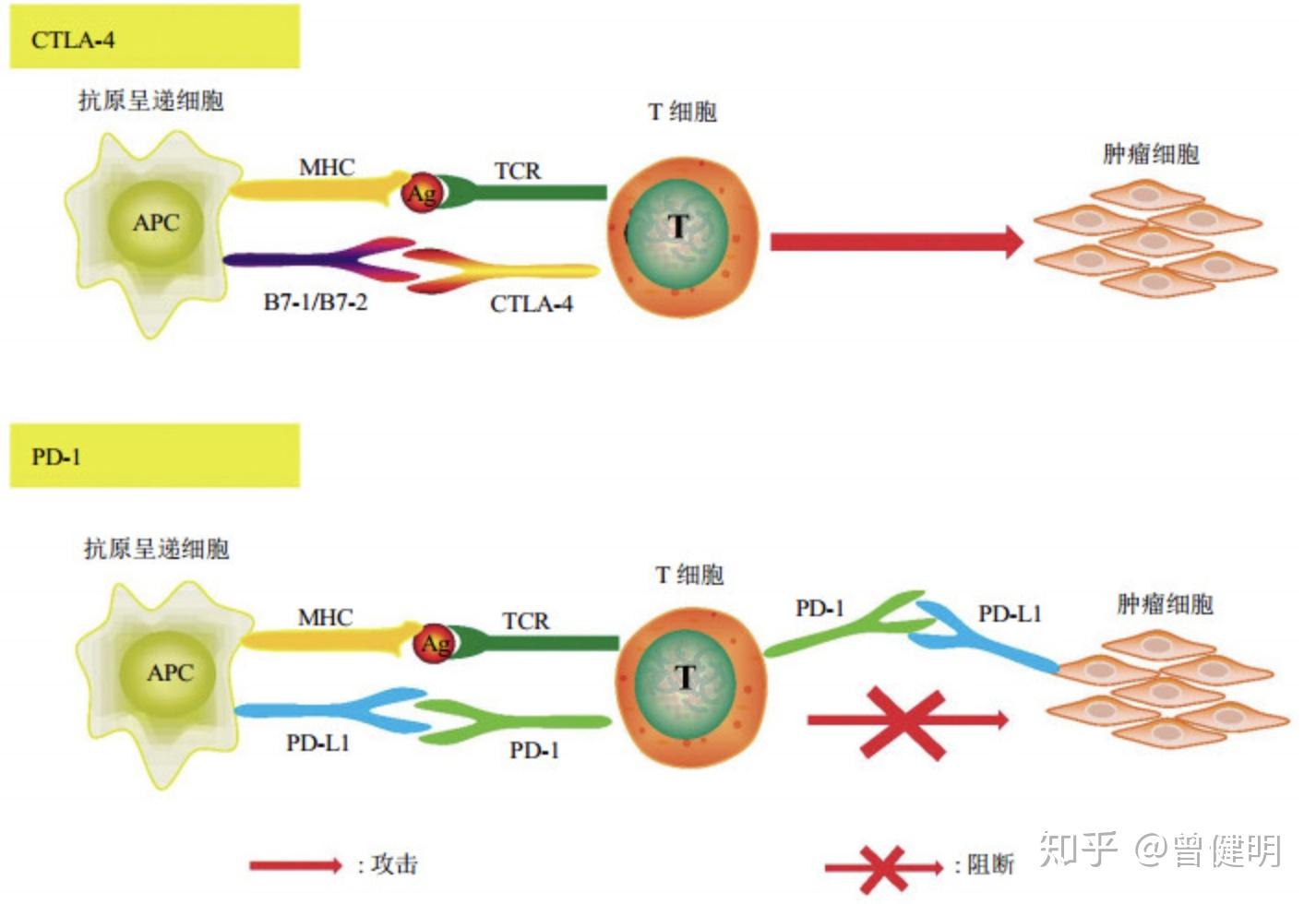 公共数据库告诉你为什么在癌症里面研究CD24 - 知乎