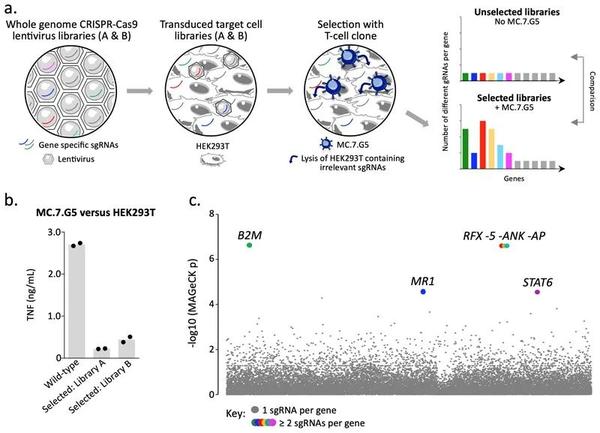 一文概览CRISPR/Cas9技术在六大领域的研究进展 - 知乎