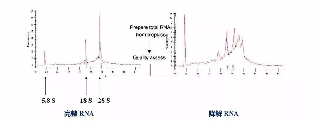 qPCR实验中核酸的提取及质控 - 知乎