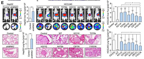 活体成像在肿瘤学研究中数据处理及要求 - 知乎