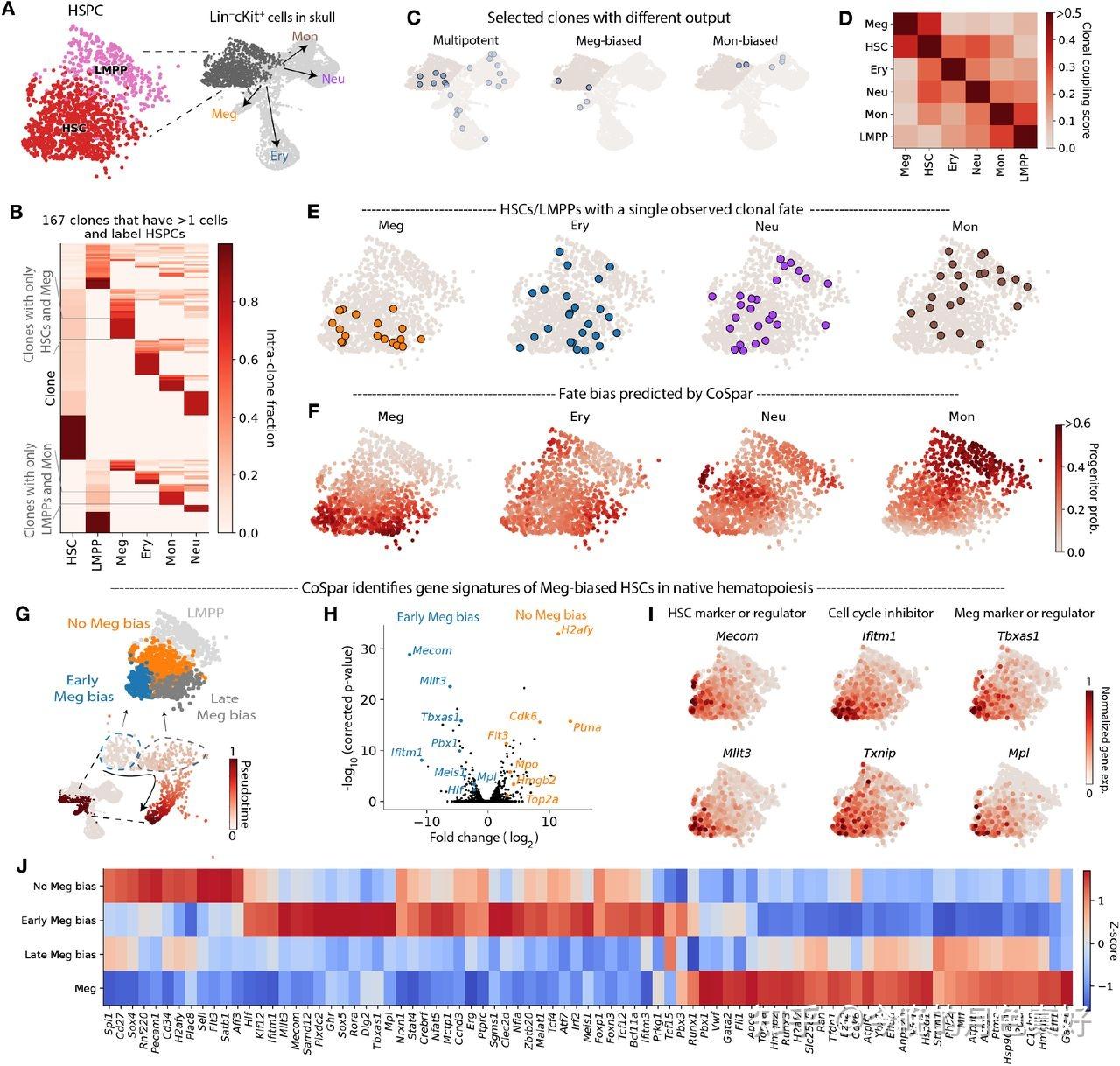 A model with high barcode diversity for joint lineage, transcriptomic ...